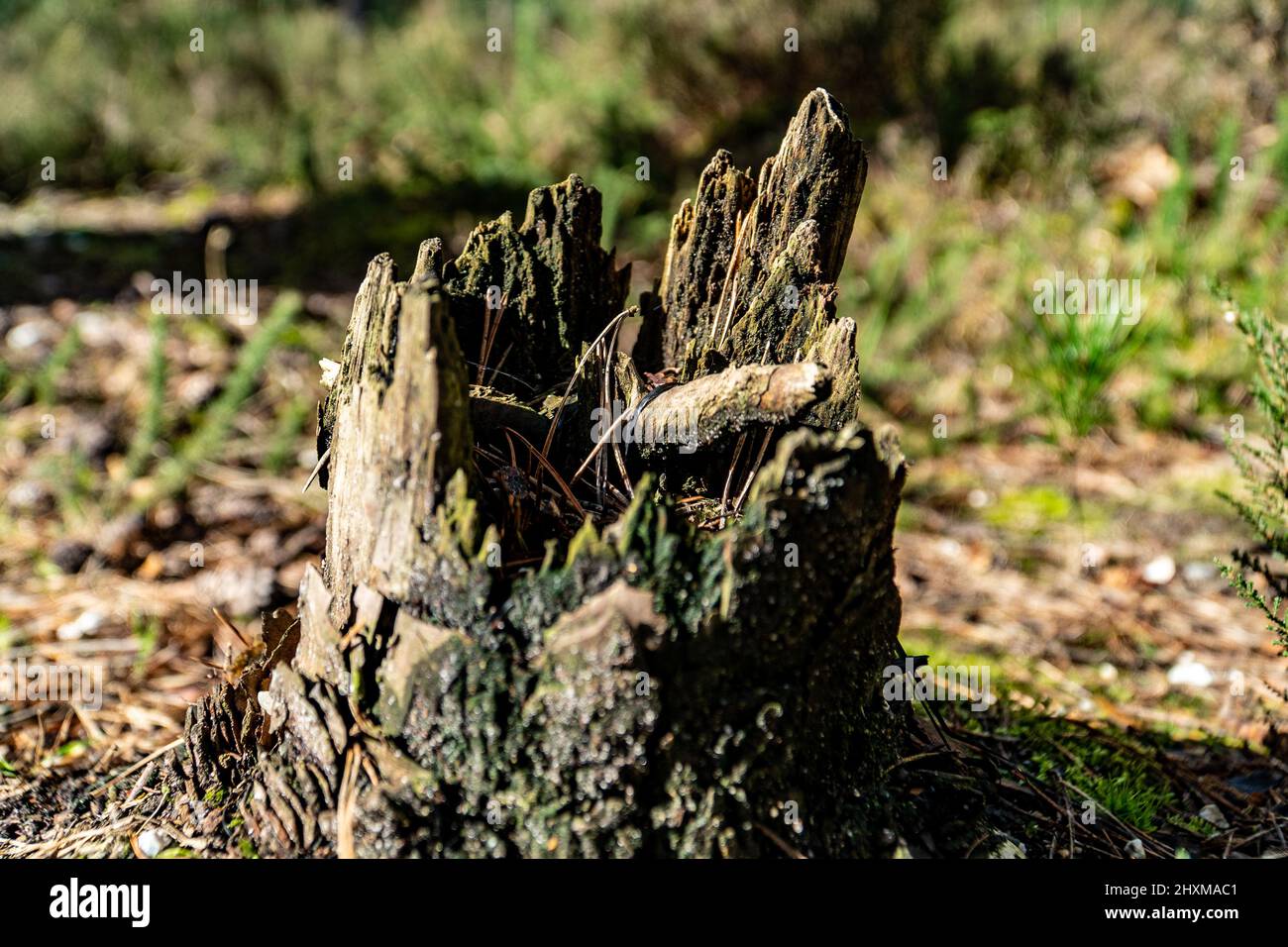 Old skin remains hi-res stock photography and images - Alamy