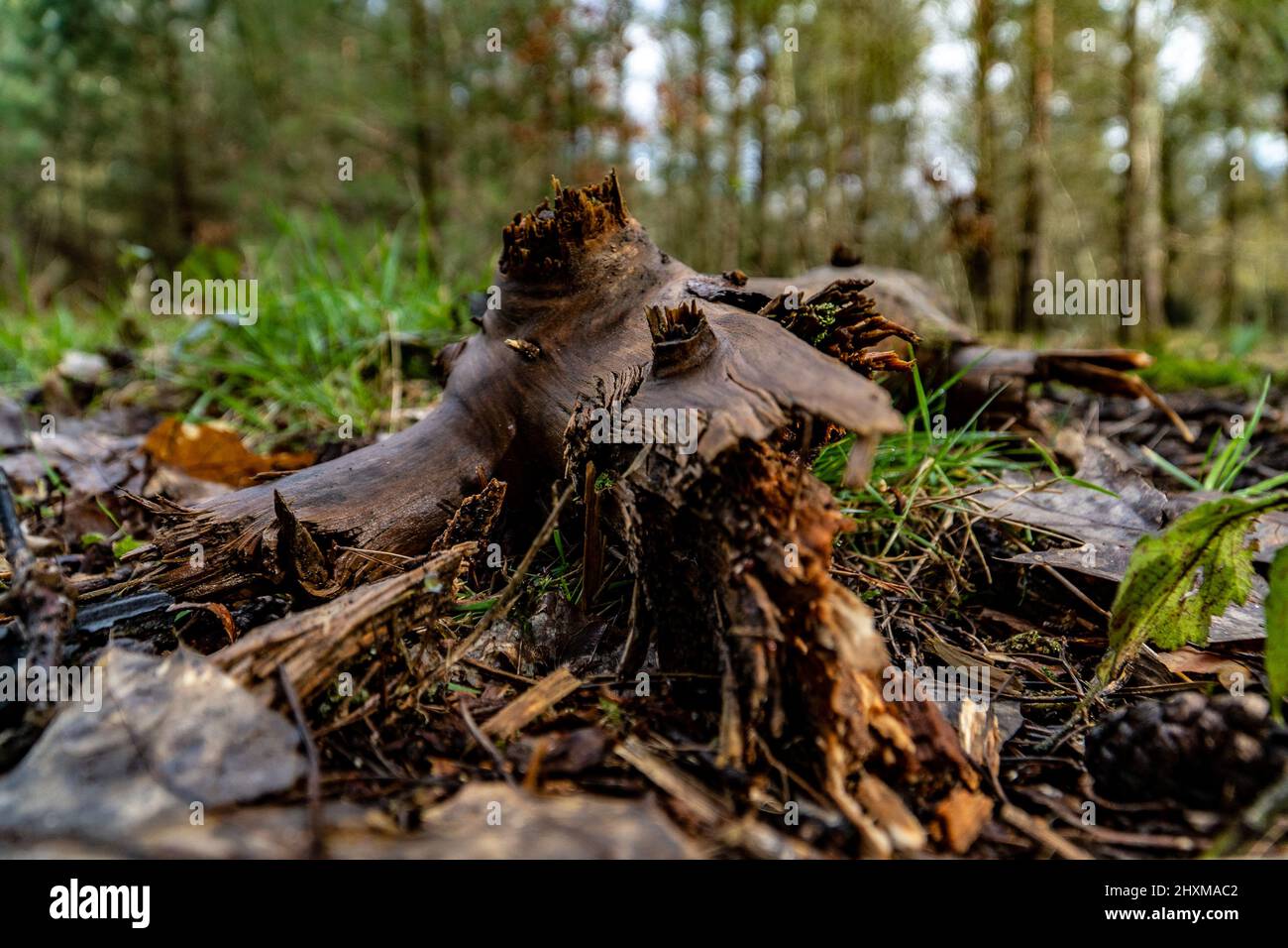 Rotten Tree Trunk On Forest Floor Stock Photo - Alamy