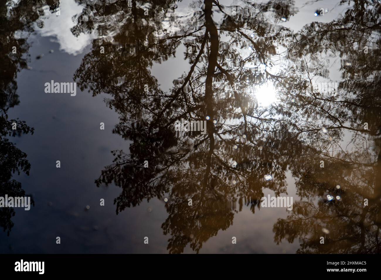 Tree’s Reflection In Puddle Stock Photo - Alamy