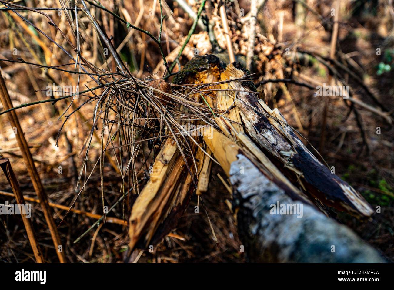Broken Tree Branch On Forest Floor Stock Photo - Alamy