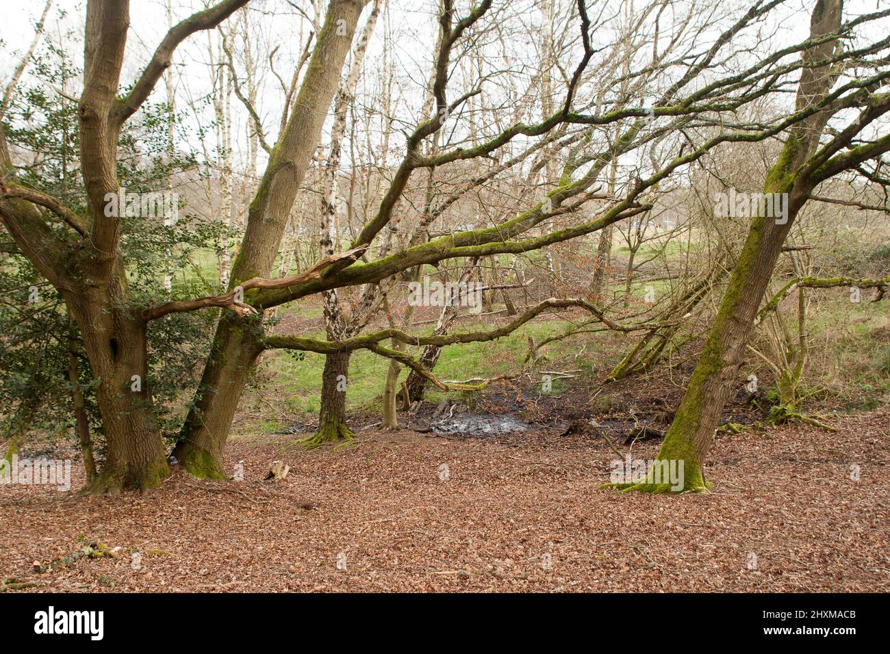High Beech Epping Forest Essex, England Stock Photo - Alamy