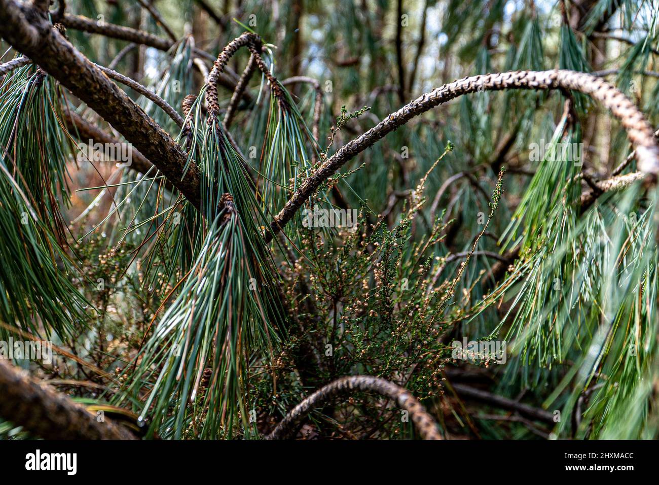 Fallen pine tree hi-res stock photography and images - Alamy