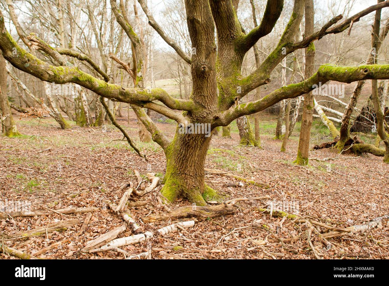 High Beech Epping Forest Essex, England Stock Photo - Alamy
