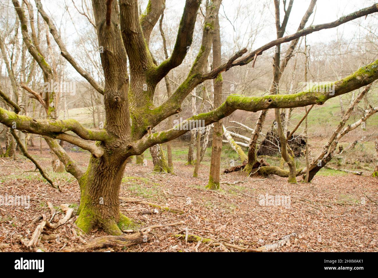 High Beech Epping Forest Essex, England Stock Photo - Alamy