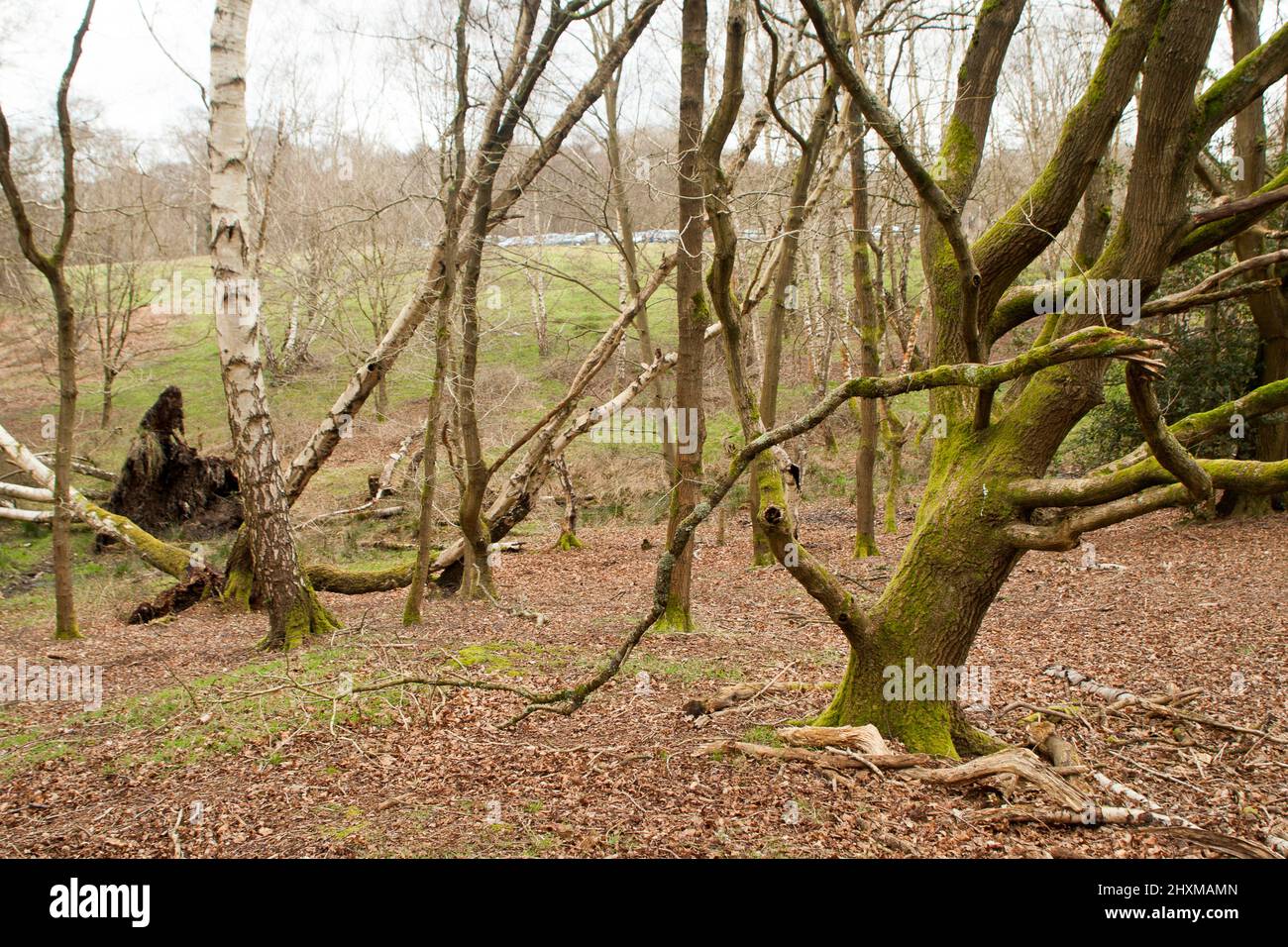High Beech Epping Forest Essex, England Stock Photo - Alamy