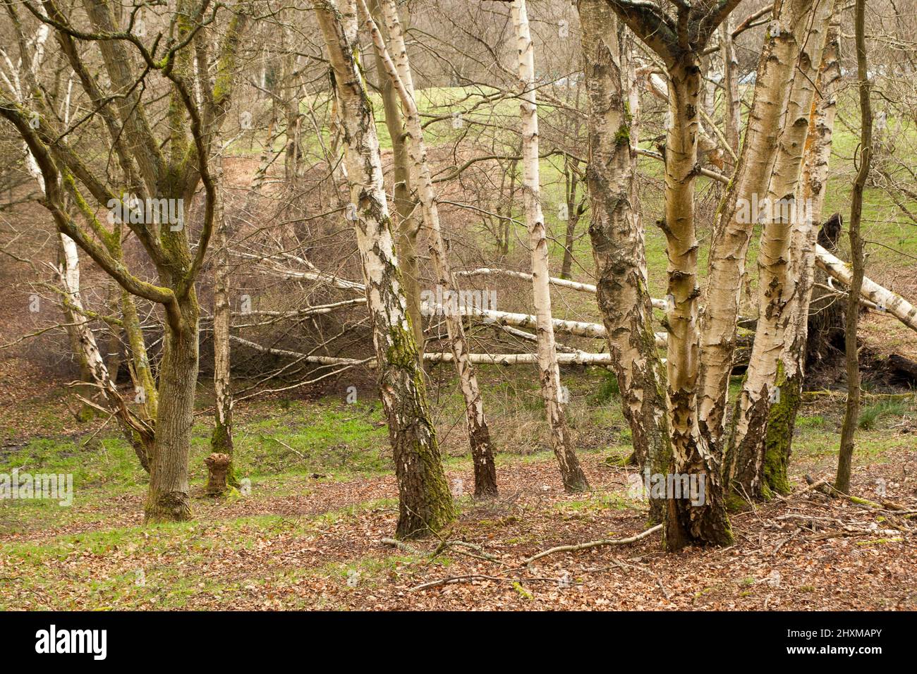 Ancient beech epping hi-res stock photography and images - Alamy
