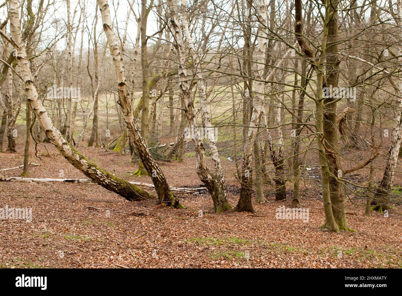 High Beech Epping Forest Essex, England Stock Photo - Alamy