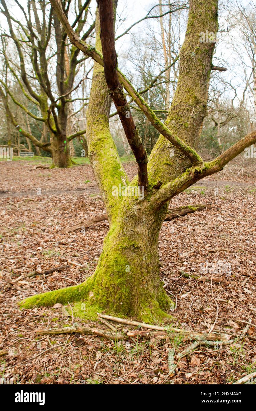 High beech epping hi-res stock photography and images - Alamy