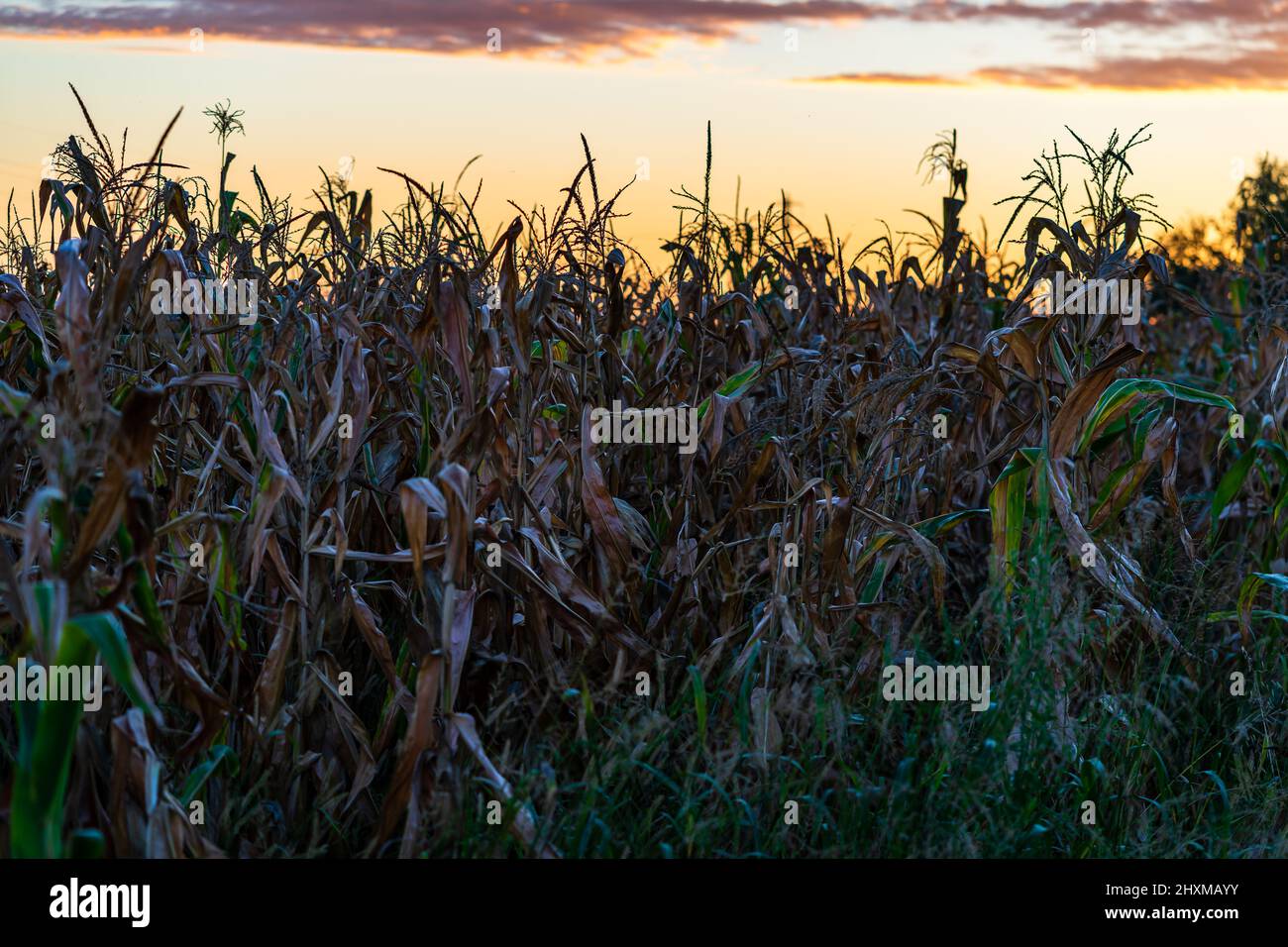 Corn plantation food. Corn field in agricultural garden Stock Photo - Alamy