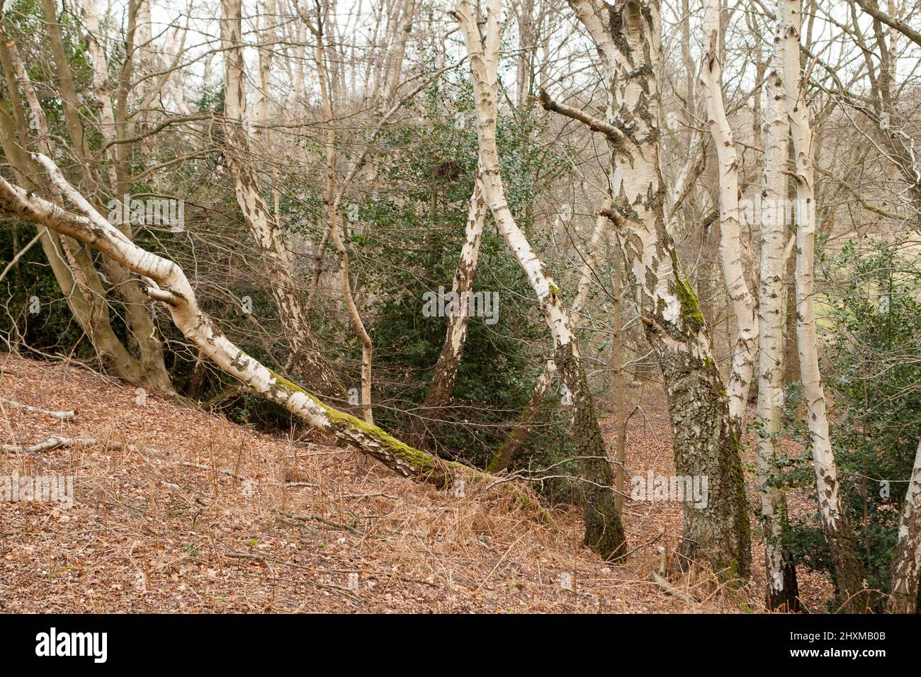 High Beech Epping Forest Essex, England Stock Photo - Alamy