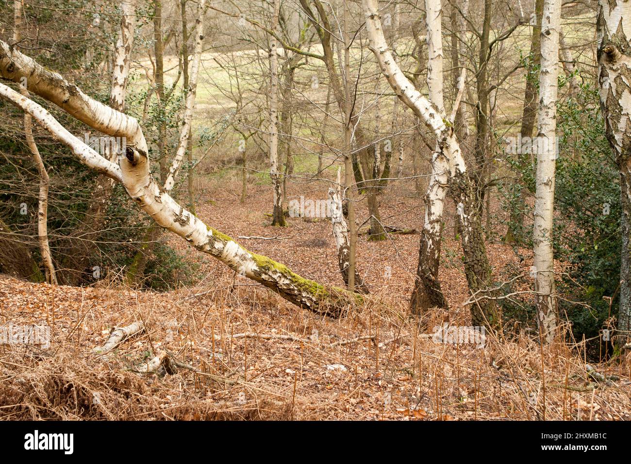 High Beech Epping Forest Essex, England Stock Photo - Alamy