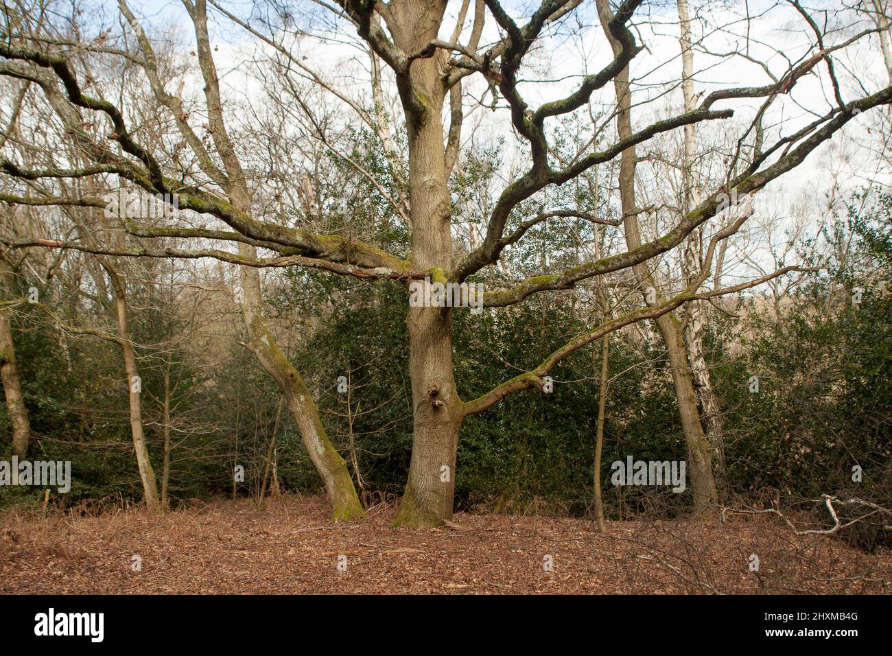 High Beech Epping Forest Essex, England Stock Photo - Alamy