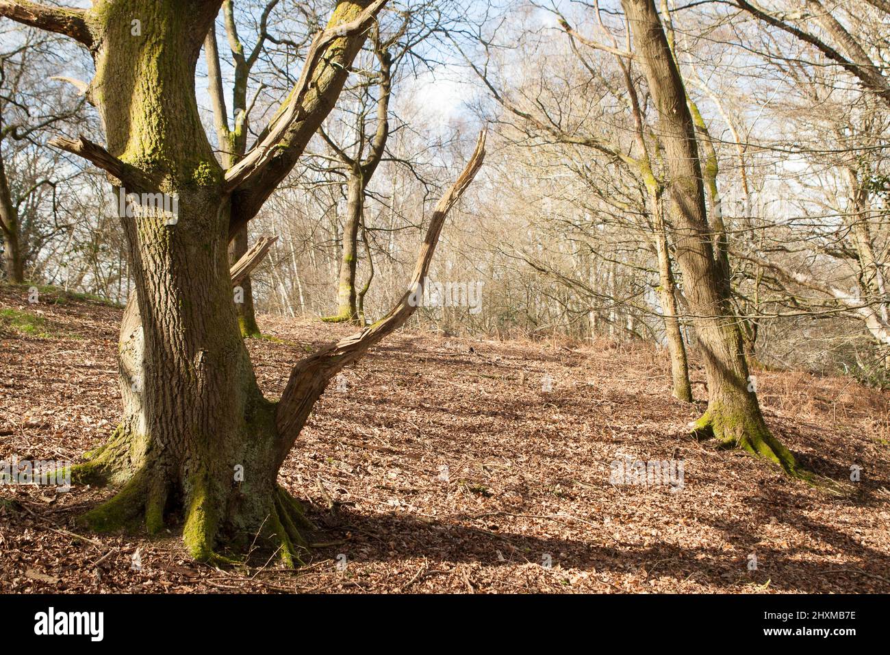 High Beech Epping Forest Essex, England Stock Photo - Alamy