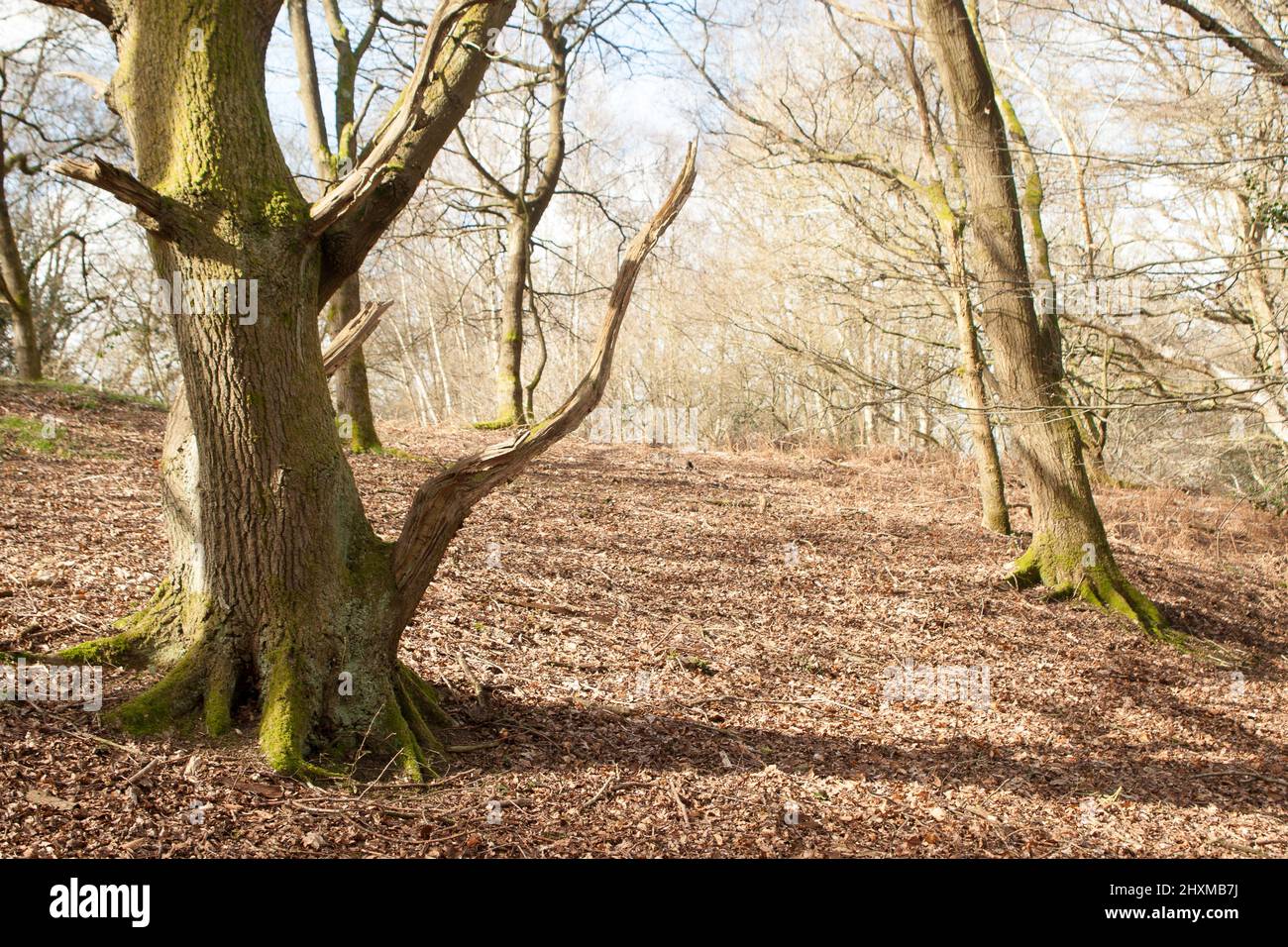 High Beech Epping Forest Essex, England Stock Photo - Alamy