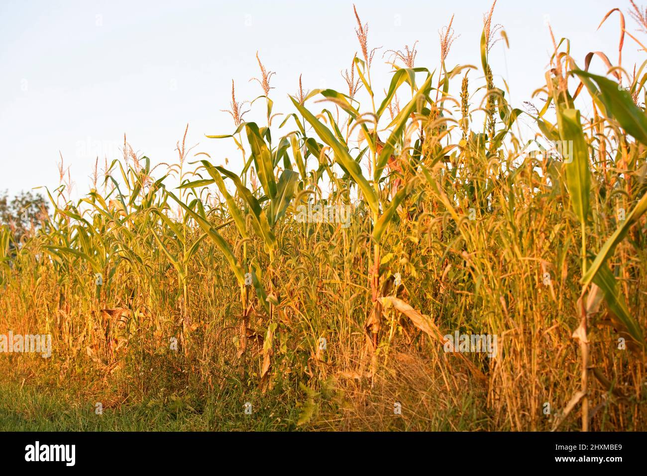 RIPE CORN STALKS ON EDGE OF CORNFIELD PENNSYLVANIA USA Stock Photo - Alamy