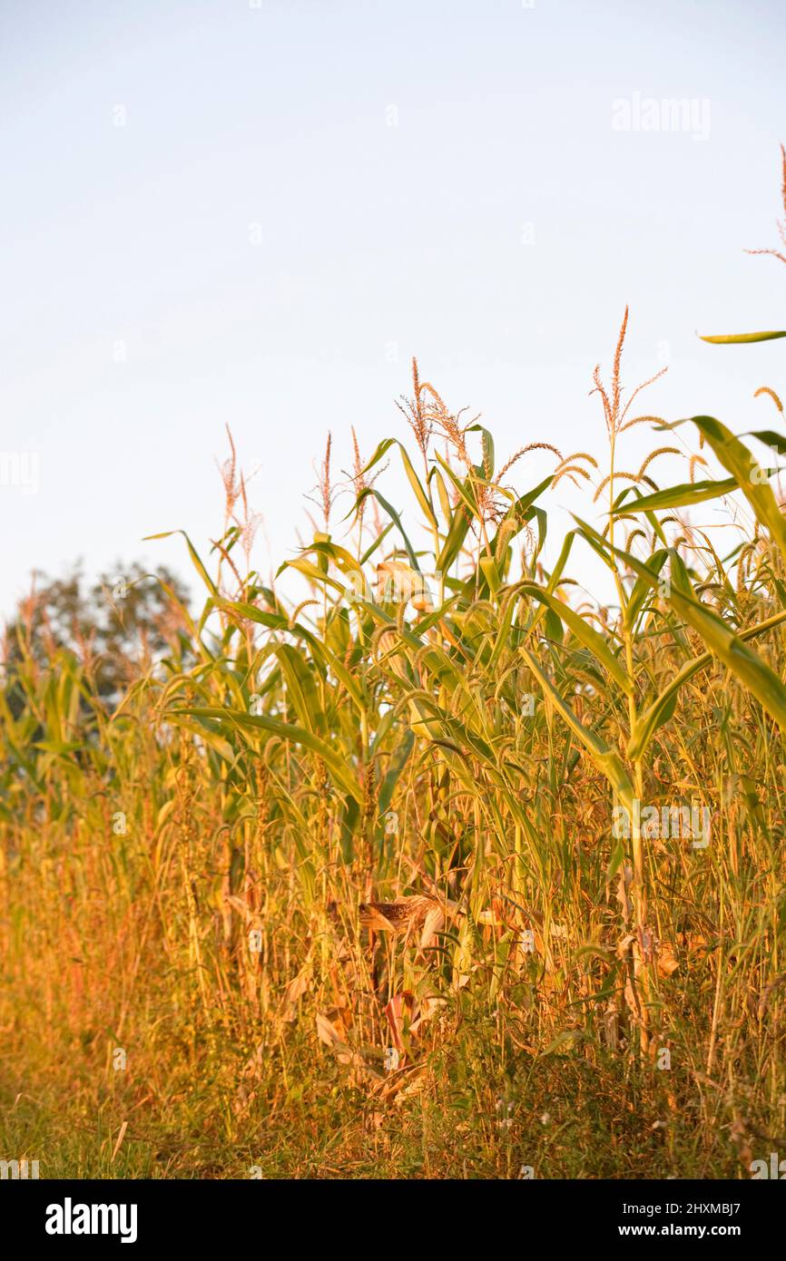 RIPE CORN STALKS ON EDGE OF CORNFIELD PENNSYLVANIA USA Stock Photo - Alamy