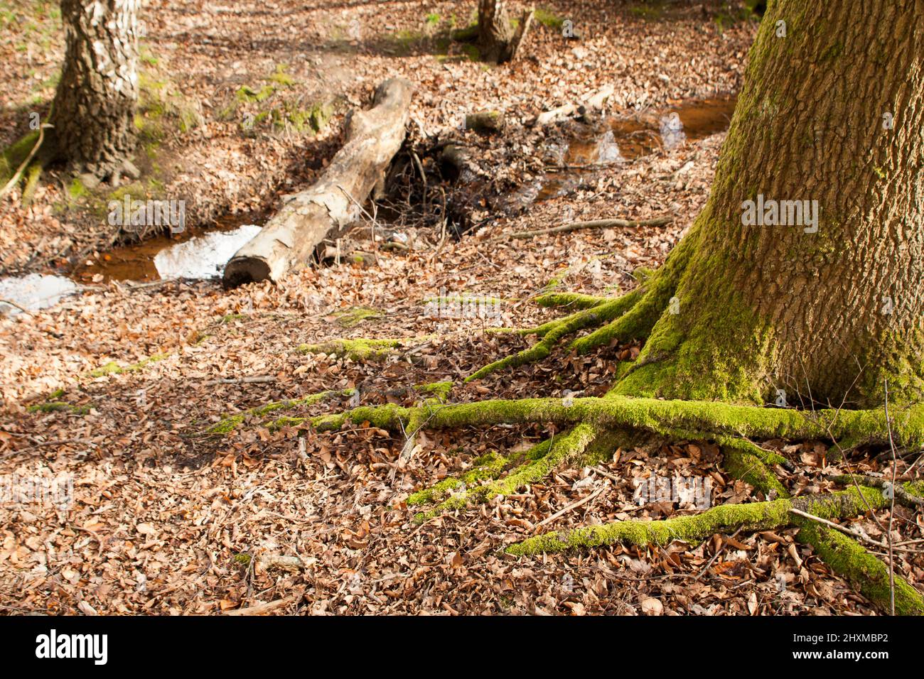 High Beech Epping Forest Essex, England Stock Photo - Alamy