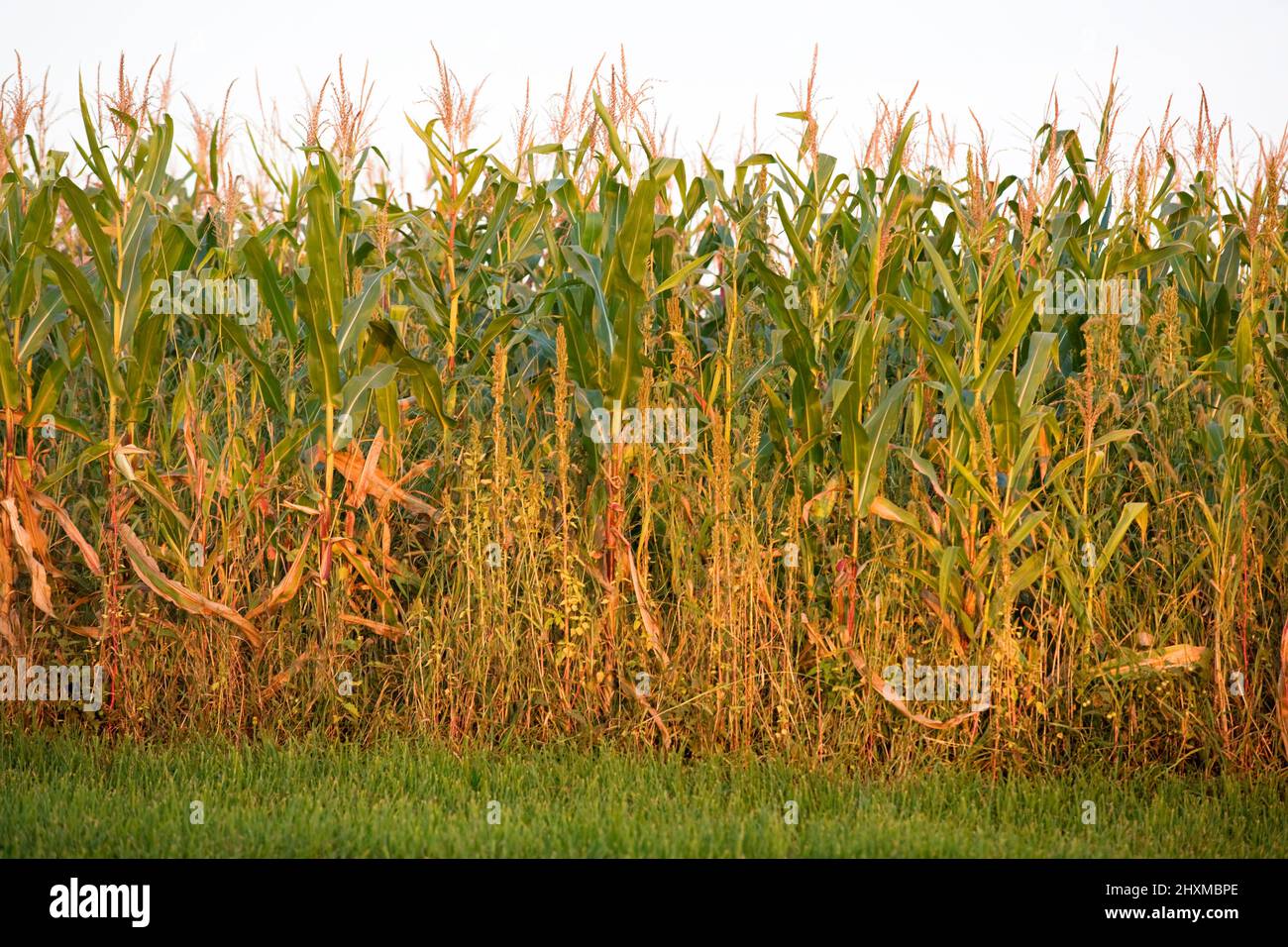 RIPE CORN STALKS ON EDGE OF CORNFIELD PENNSYLVANIA USA Stock Photo - Alamy