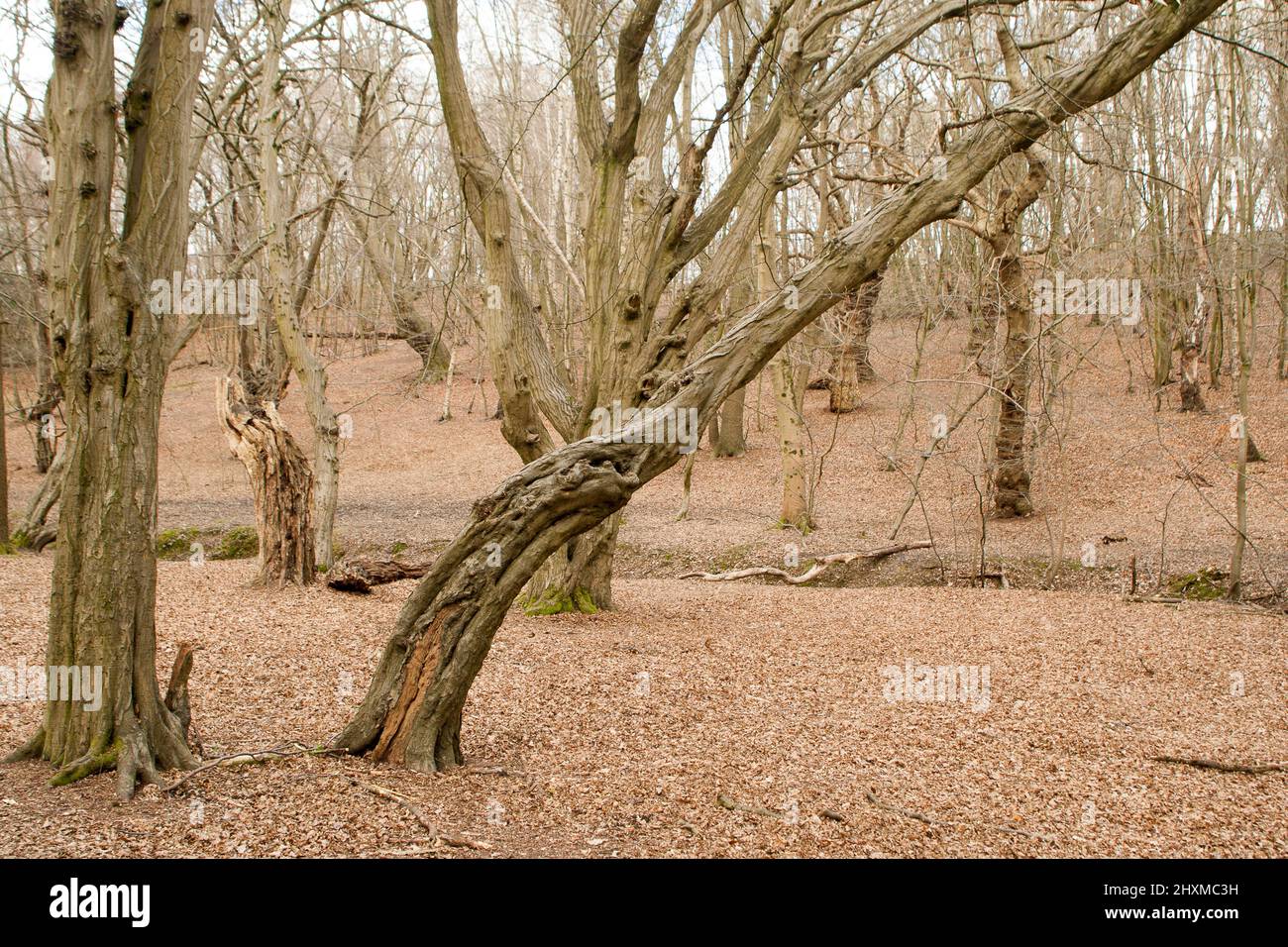 High Beech Epping Forest Essex, England Stock Photo - Alamy