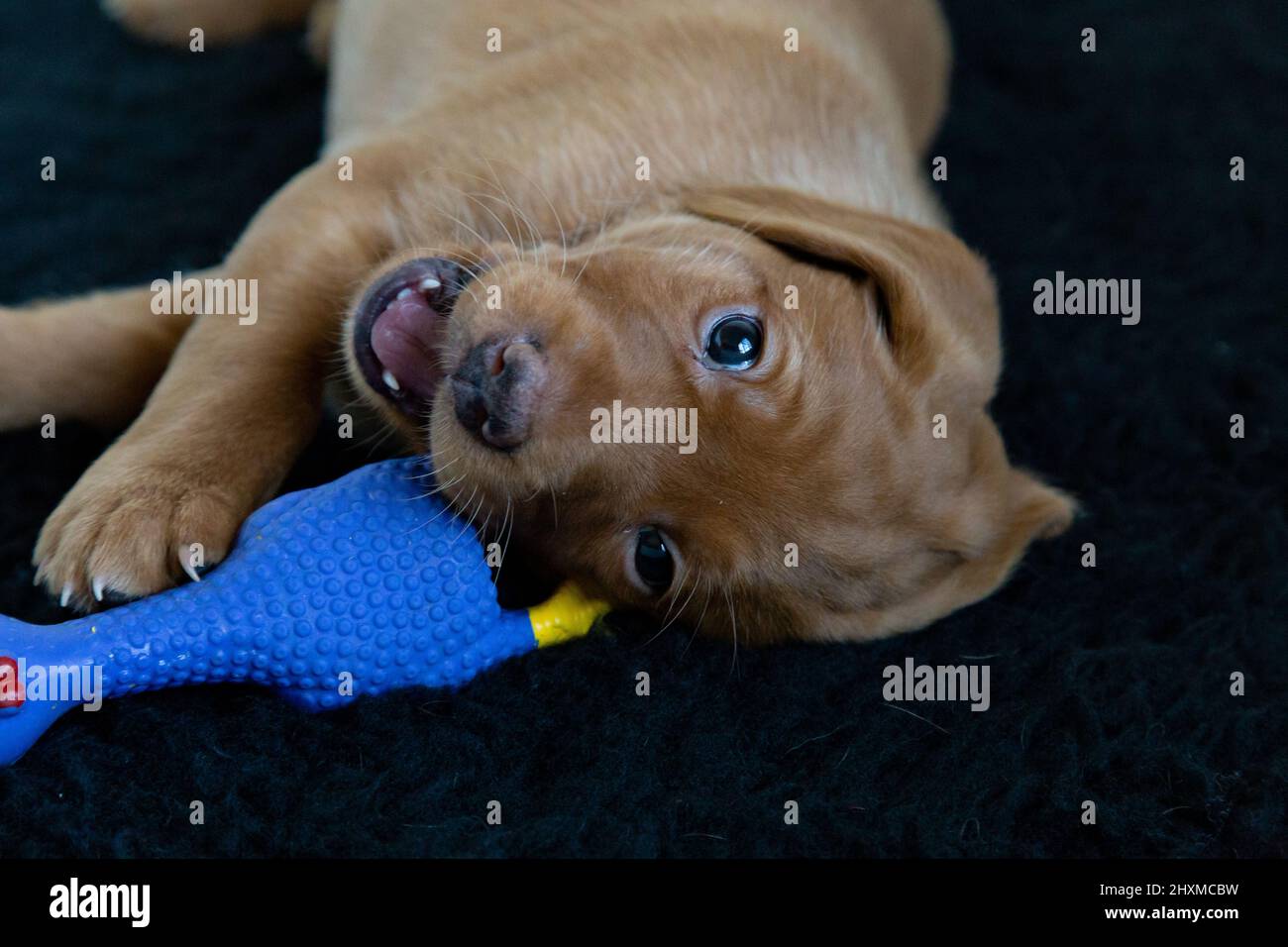 Red fox labrador hi-res stock photography and images - Alamy