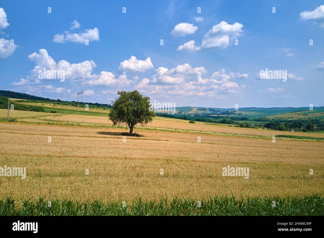 Aerial landscape view of one green tree growing between cultivated ...