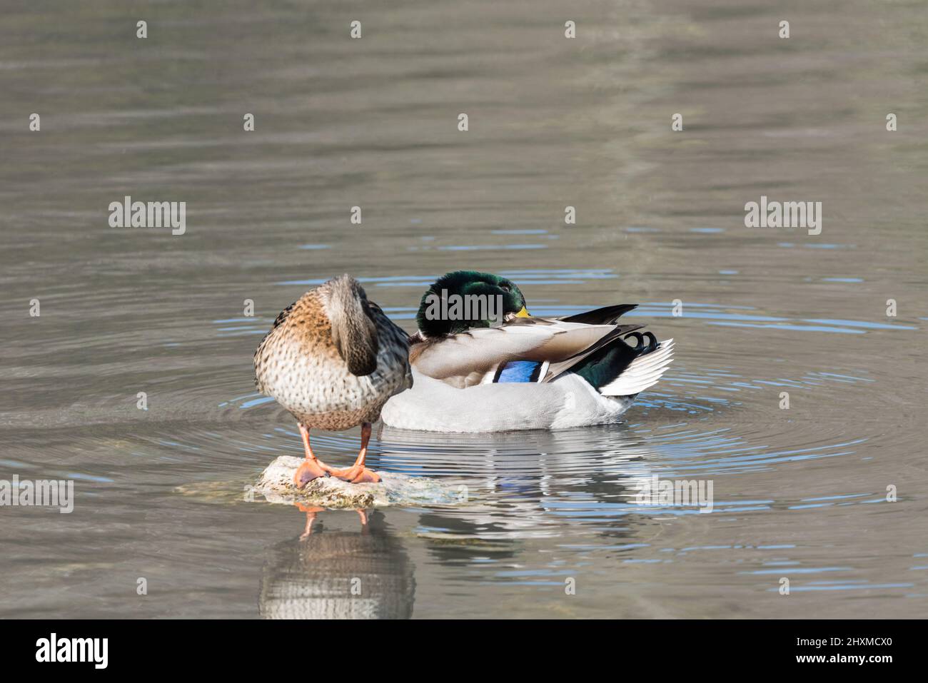 Two mallards resting hi-res stock photography and images - Alamy