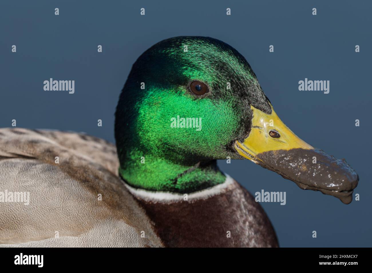 Head shot of a male/ drake Mallard (Anas platyrhyncos Stock Photo - Alamy