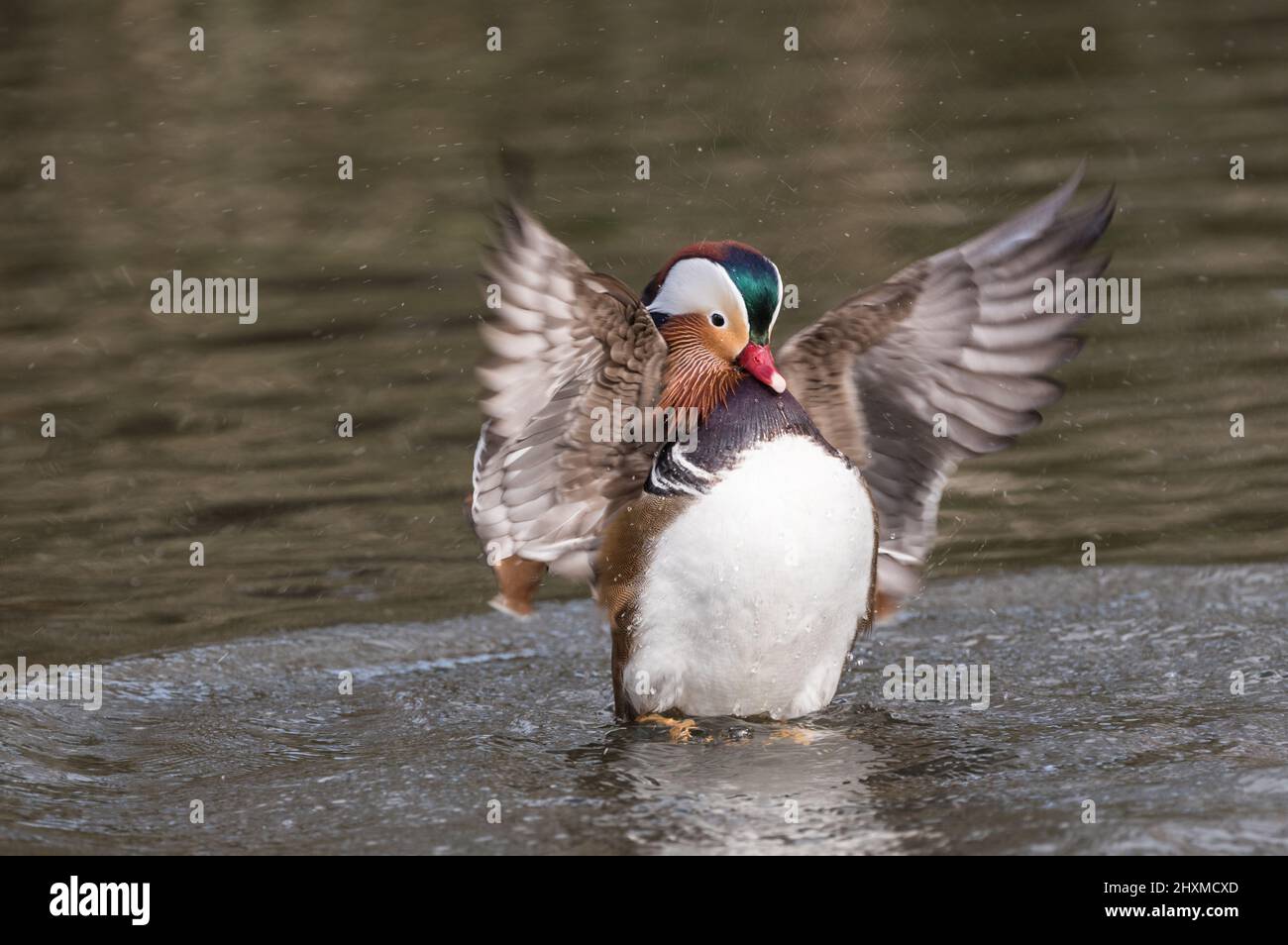 Drake Mandarin duck (Aix galericulata) wing flapping Stock Photo - Alamy