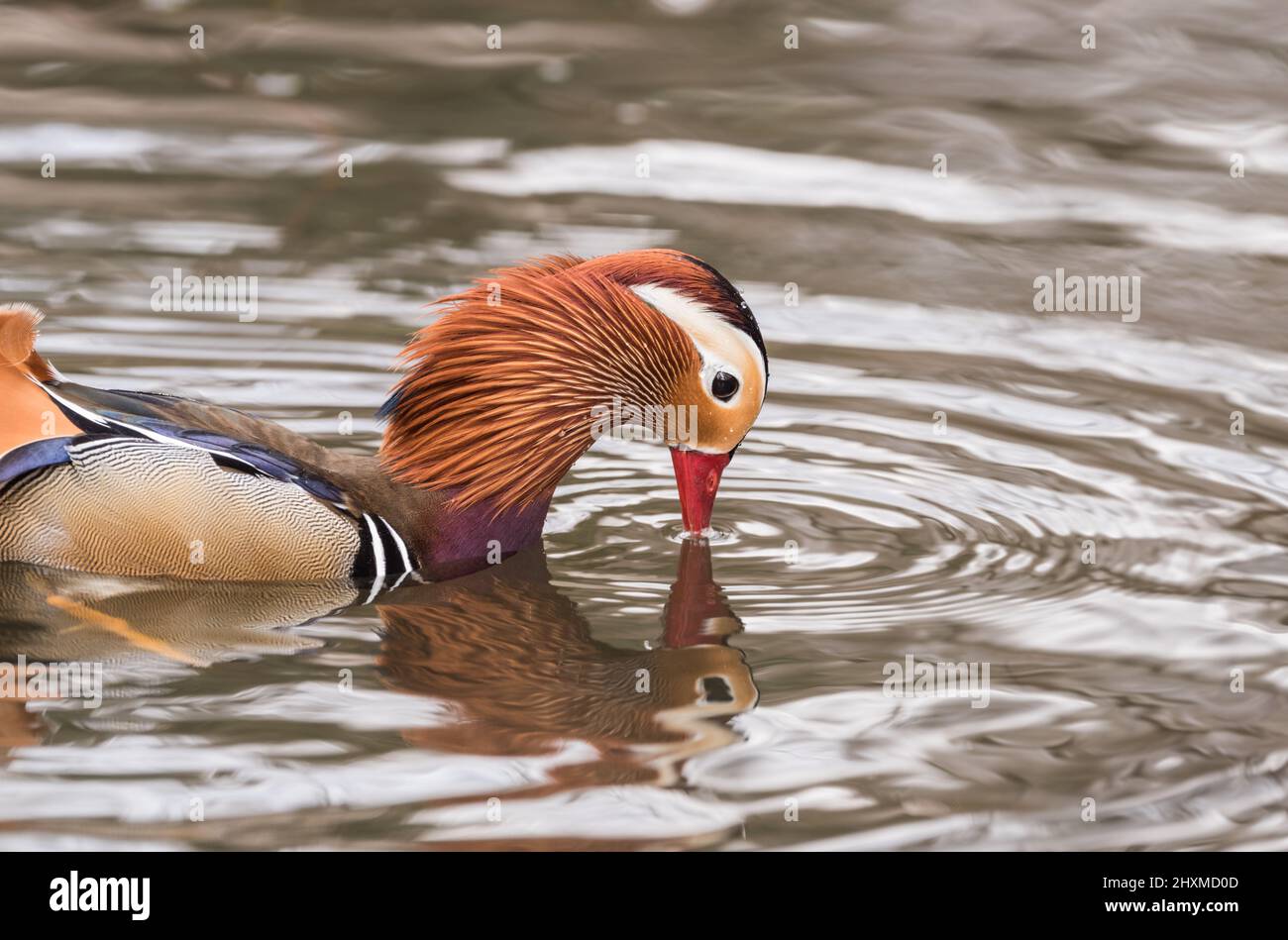 Drake Mandarin duck (Aix galericulata Stock Photo - Alamy