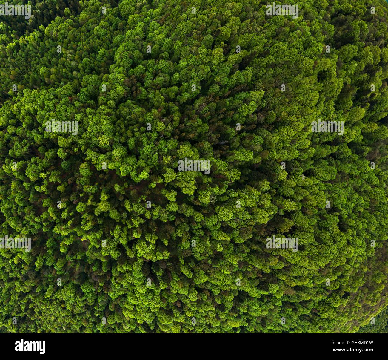 Aerial view of dark mixed pine and lush forest with green trees ...