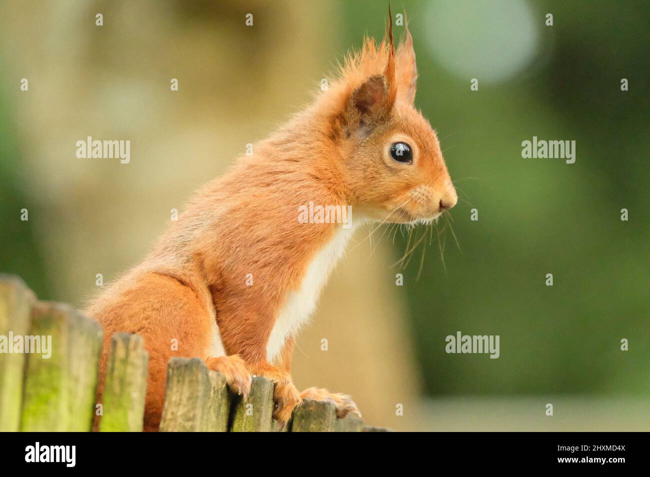 cooee im here Stock Photo - Alamy