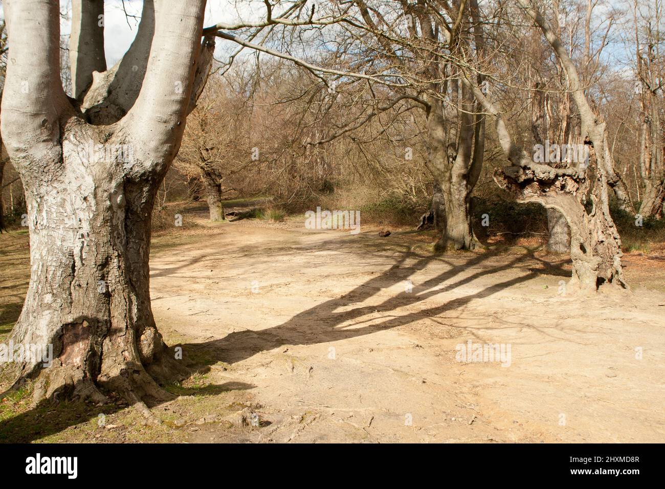 High Beech Epping Forest Essex, England Stock Photo - Alamy