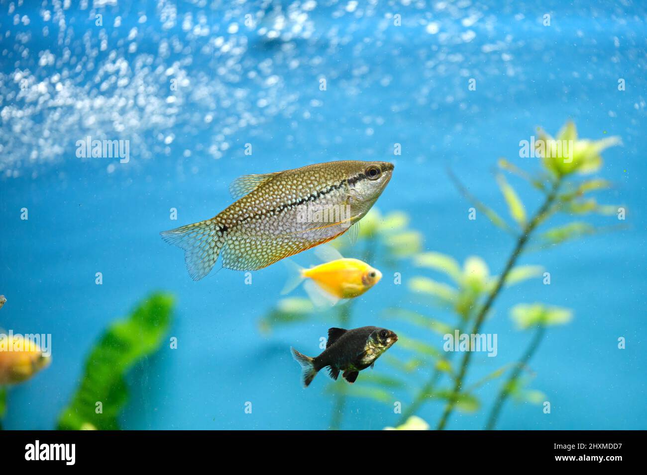 Colorful exotic fish swimming in deep blue water aquarium with green ...