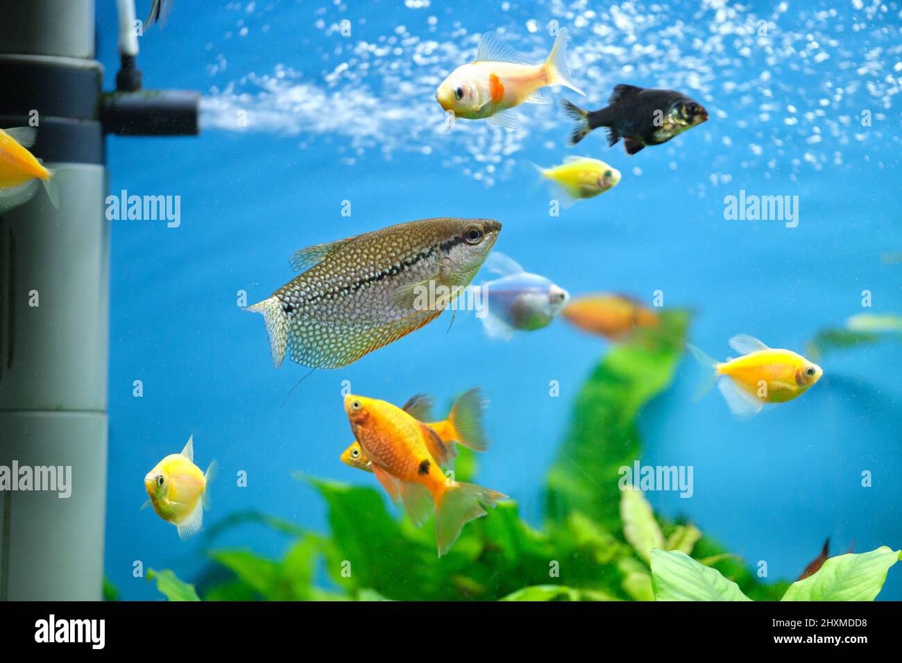 Colorful exotic fish swimming in deep blue water aquarium with green ...