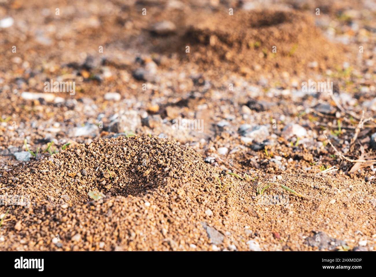 Anthill hole hi-res stock photography and images - Alamy