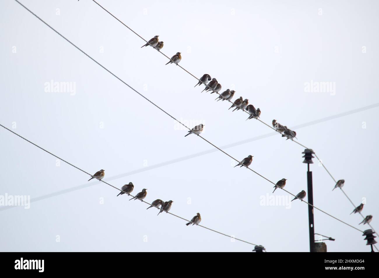 Flock of small wild birds perching on electrical power line wires Stock Photo - Alamy