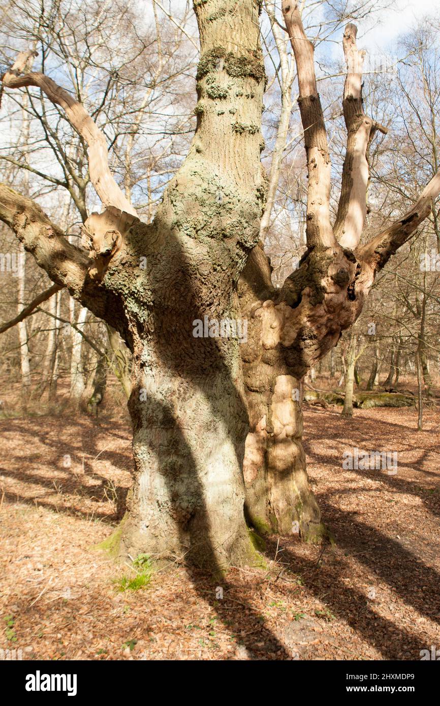 High Beech Epping Forest Essex, England Stock Photo - Alamy