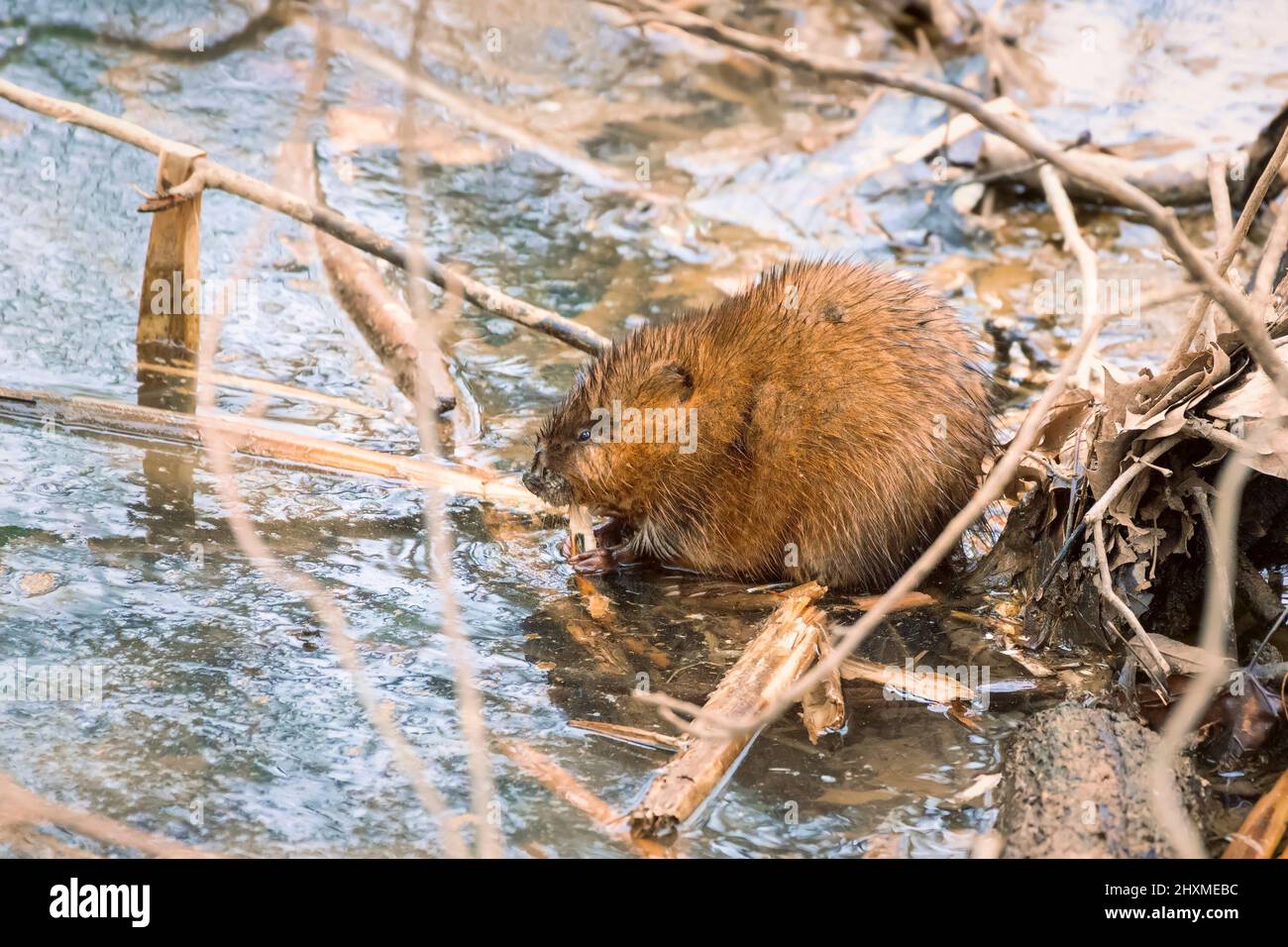 North american beaver wood hi-res stock photography and images - Alamy