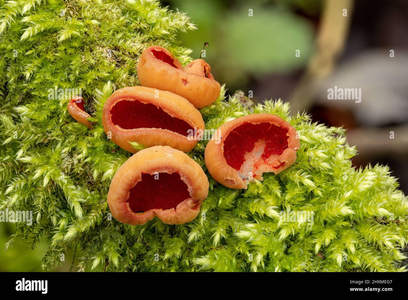 Sarcoscypha austriaca, Scarlet elf cup fungus in a winter woodland ...