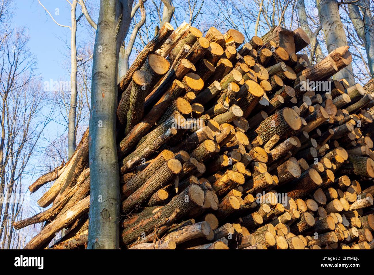 High pile of felled oak trees hi-res stock photography and images - Alamy