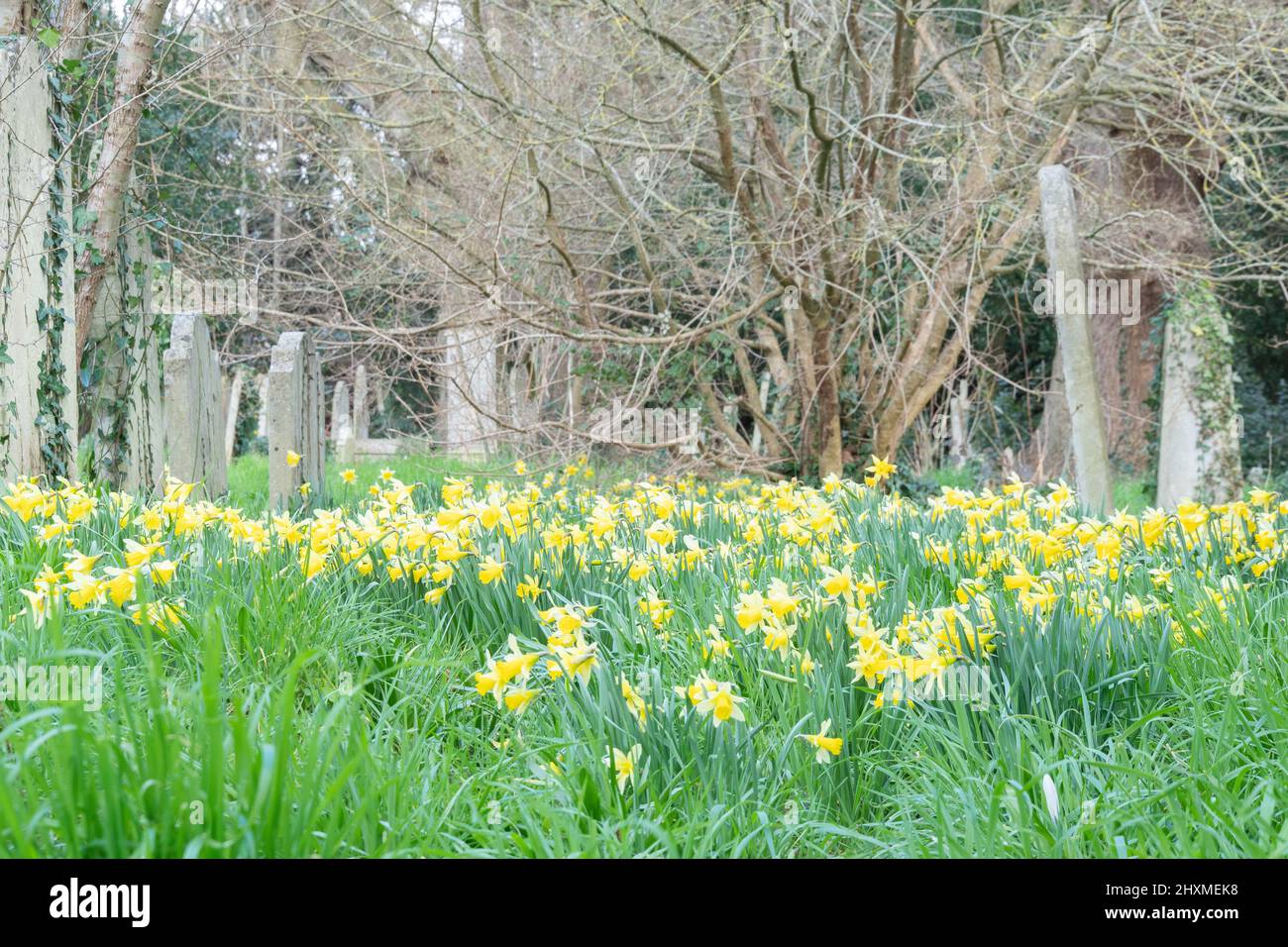 Spring southampton old cemetery hi-res stock photography and images - Alamy