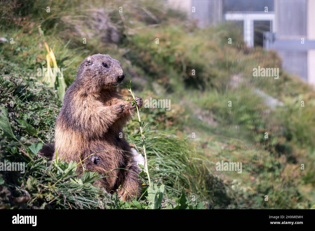 Marmot eating grass. Closeup alpine marmot in the Swiss Alps in summer ...