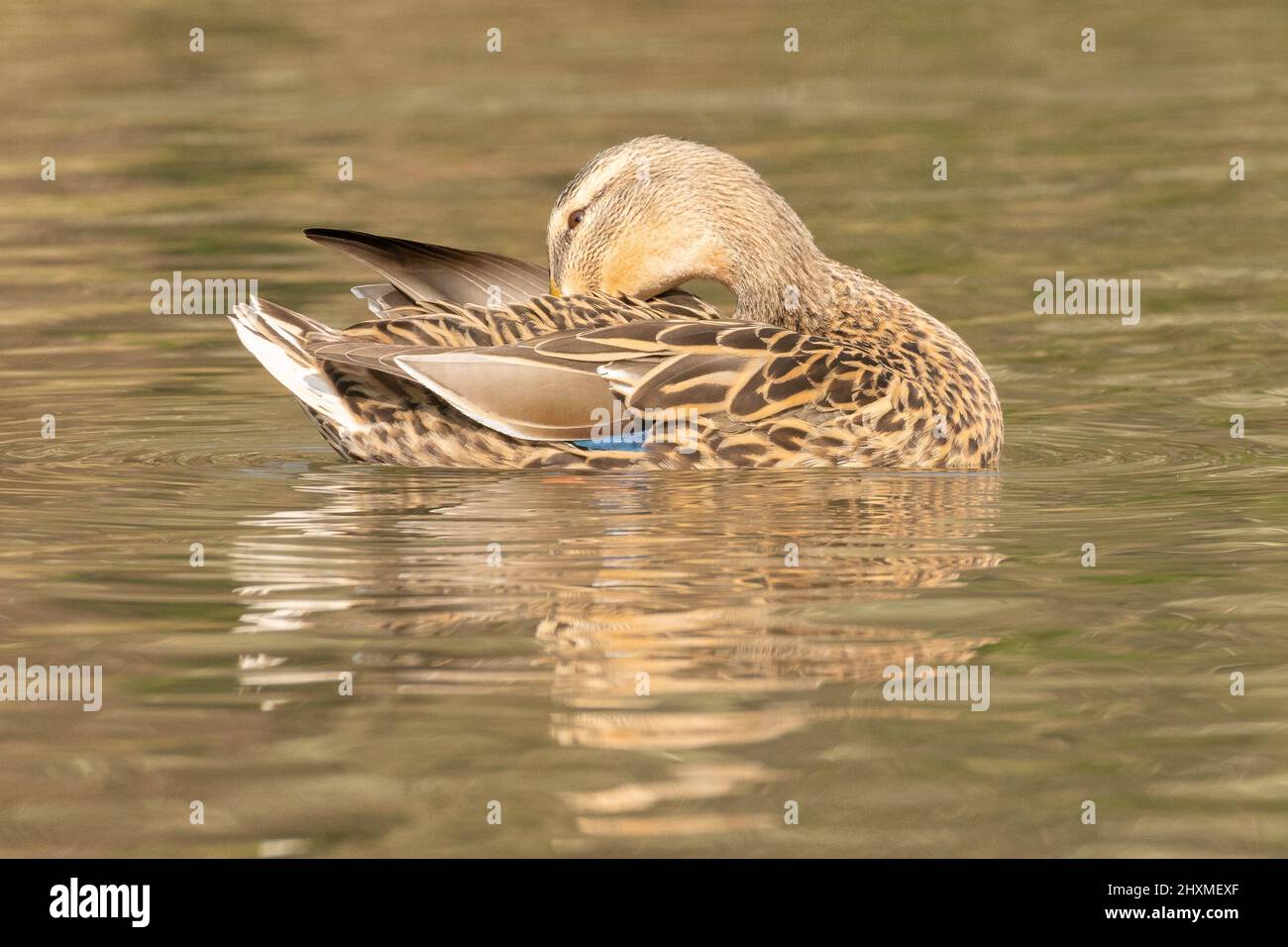 female mallard duck preening Stock Photo - Alamy
