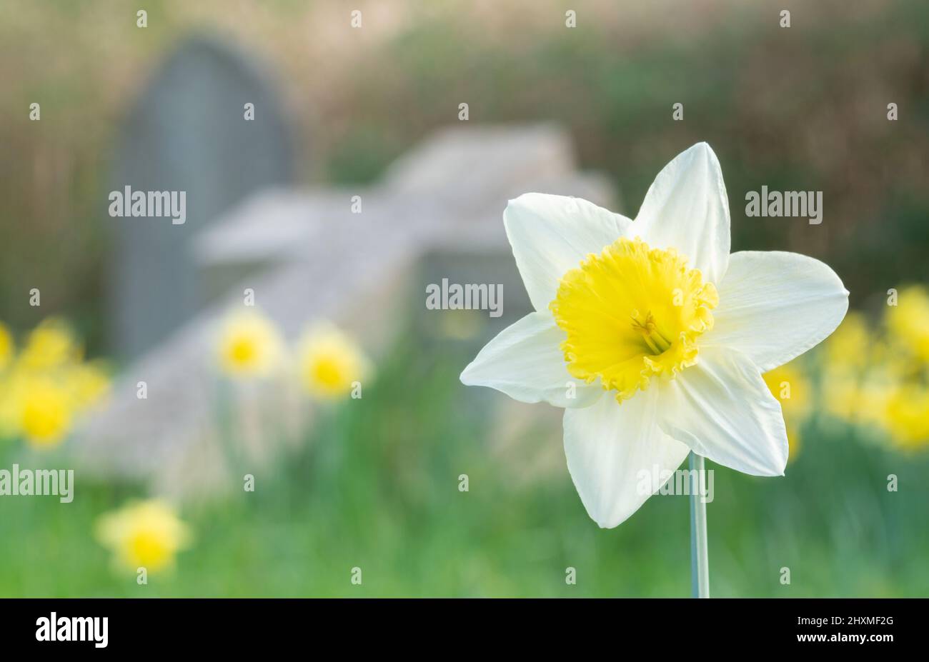 Daffodils in Southampton Old Cemetery Stock Photo - Alamy