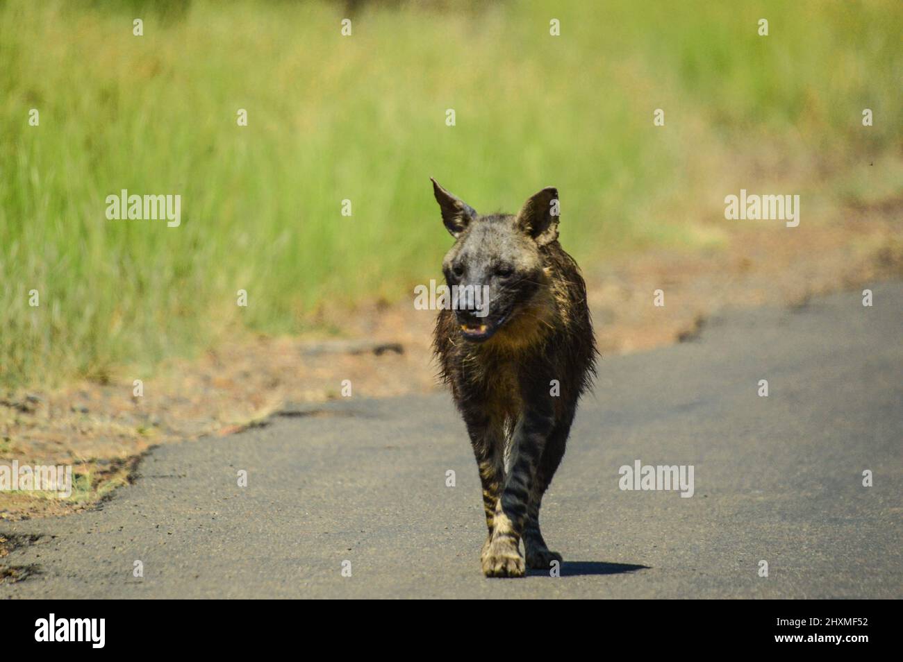 Portrait of an old lone Brown Hyena (Hyaena brunnea) in Kruger during a ...