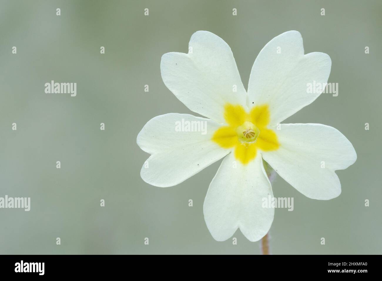 Single primrose hi-res stock photography and images - Alamy