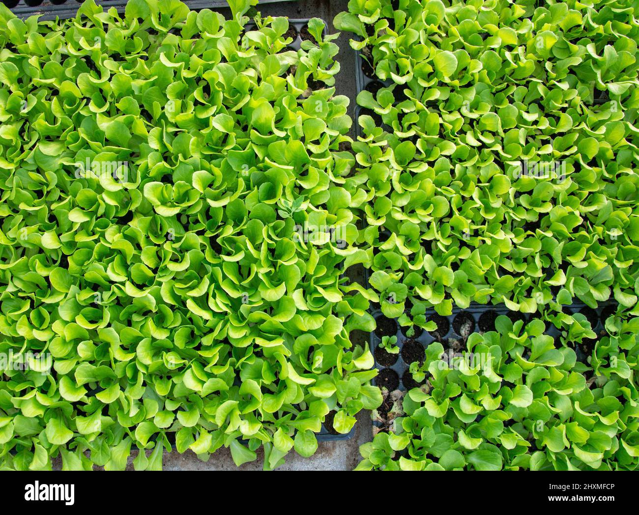 Tray with green seedlings in the greenhouse organic seedlings fresh and ...