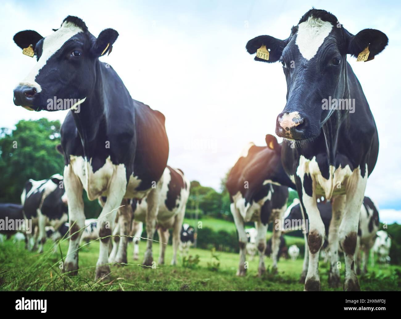 Getting their grazing on. Shot of a herd of cattle on a dairy farm ...