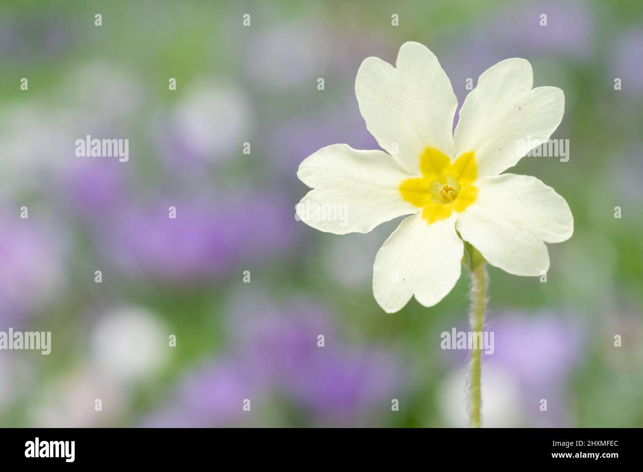 Single primrose hi-res stock photography and images - Alamy