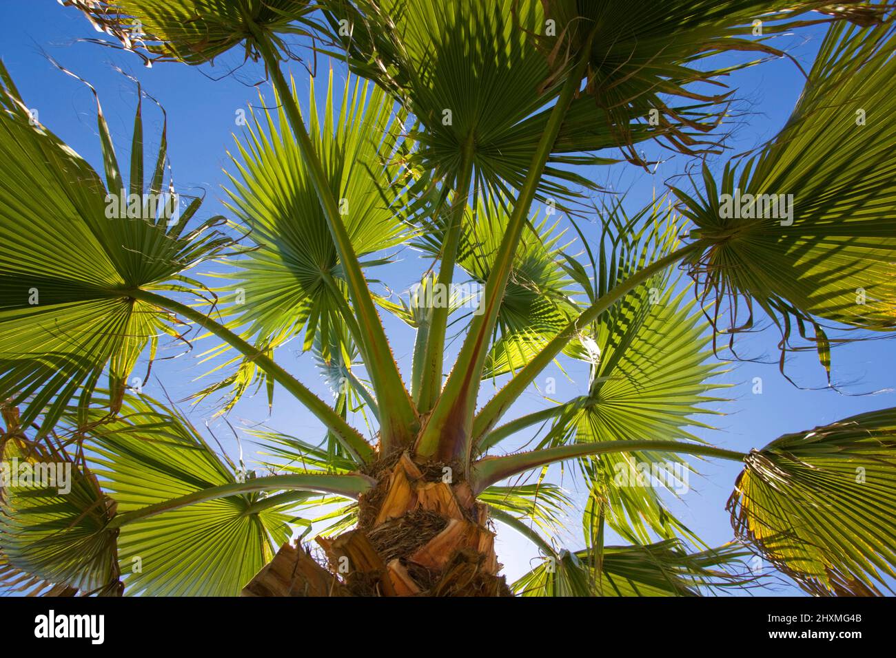 UNDER PALM TREE FRONDS Stock Photo - Alamy